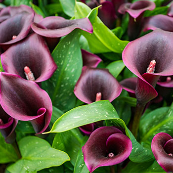 White (Mini callas) - So^Bella Flowers