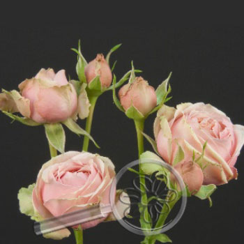 Spray Garden Roses - So^Bella Flowers