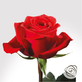 Nina (Roses) – So^Bella Flowers