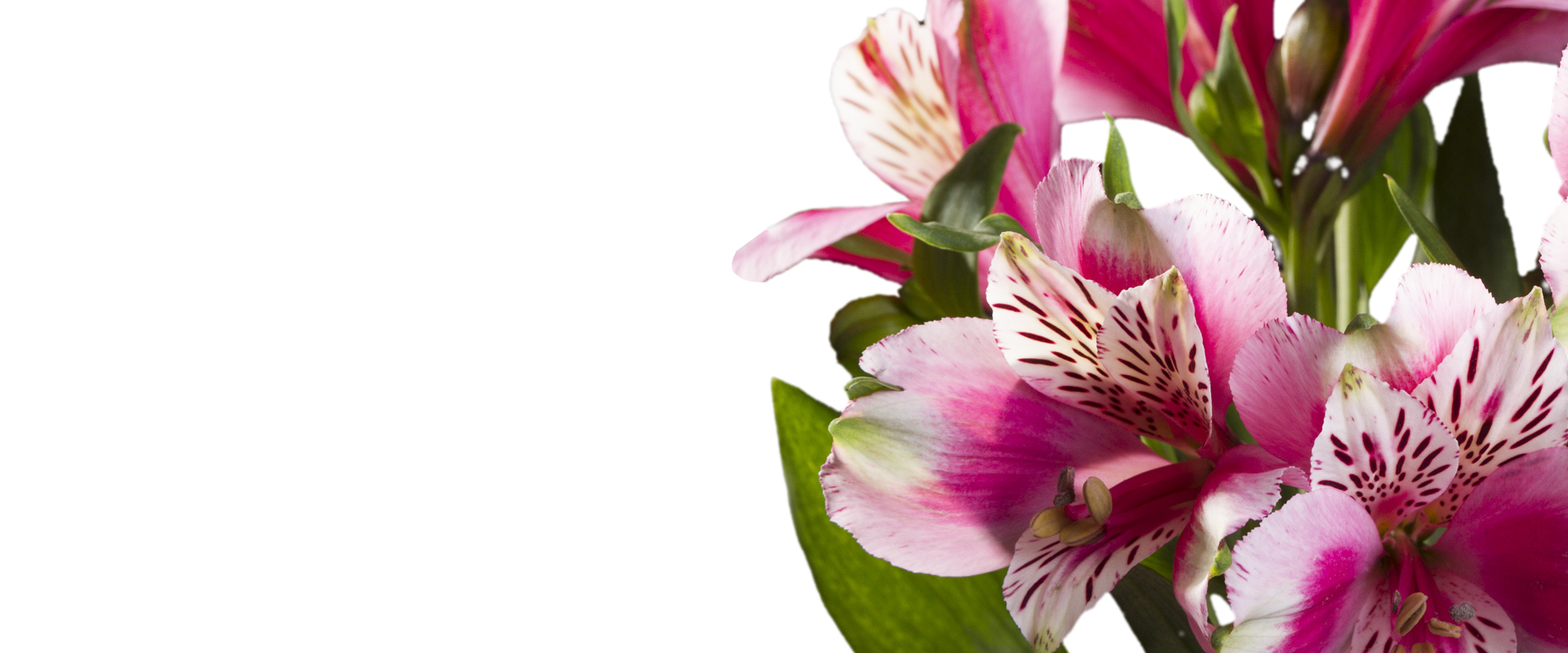 Home - So^Bella Flowers