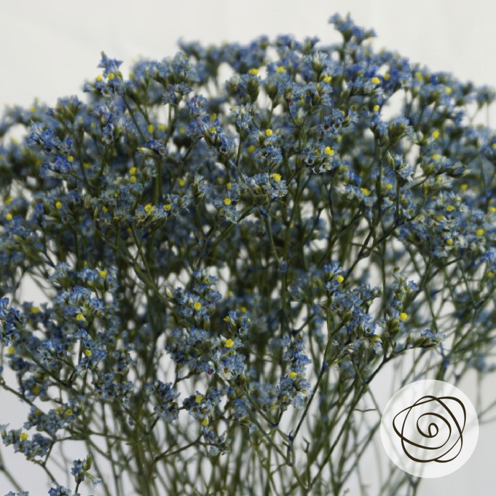 Blue 600 (Limonium) - So^Bella Flowers