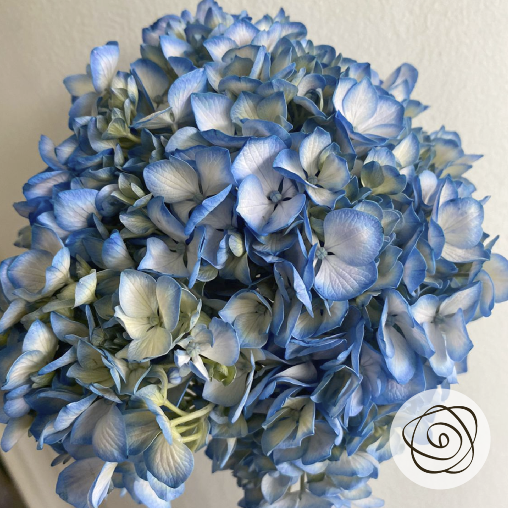 Blue (Hydrangeas) - So^Bella Flowers
