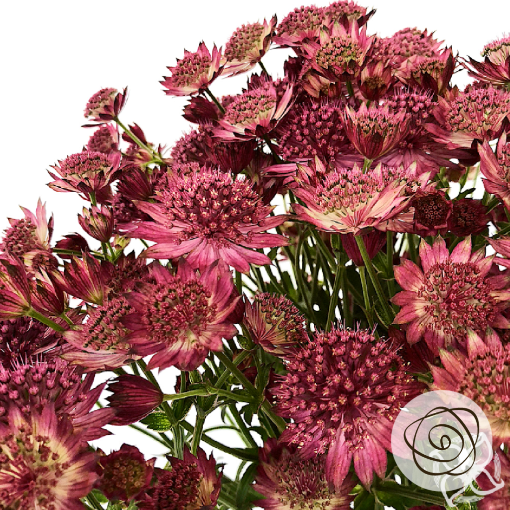 Burgundy (Astrantia) - So^Bella Flowers