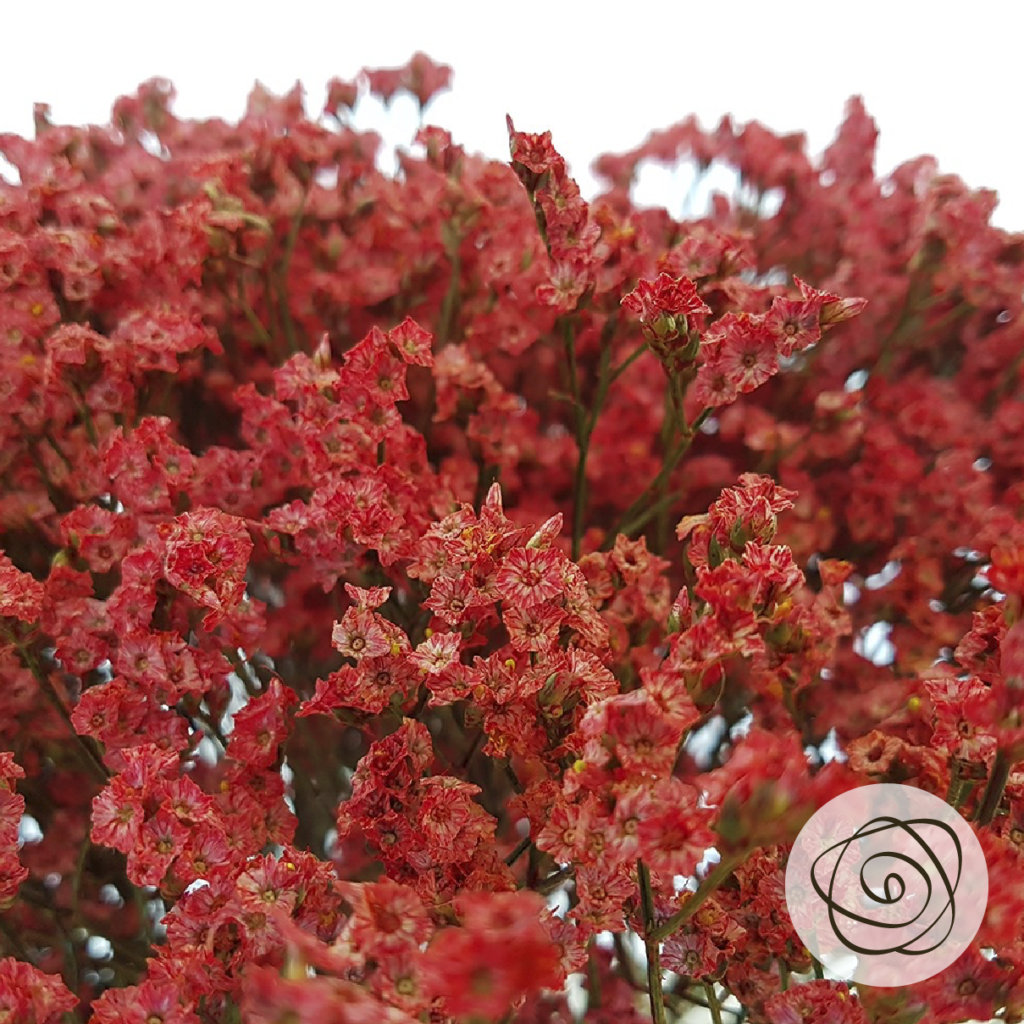 Cherry red (Limonium) - So^Bella Flowers