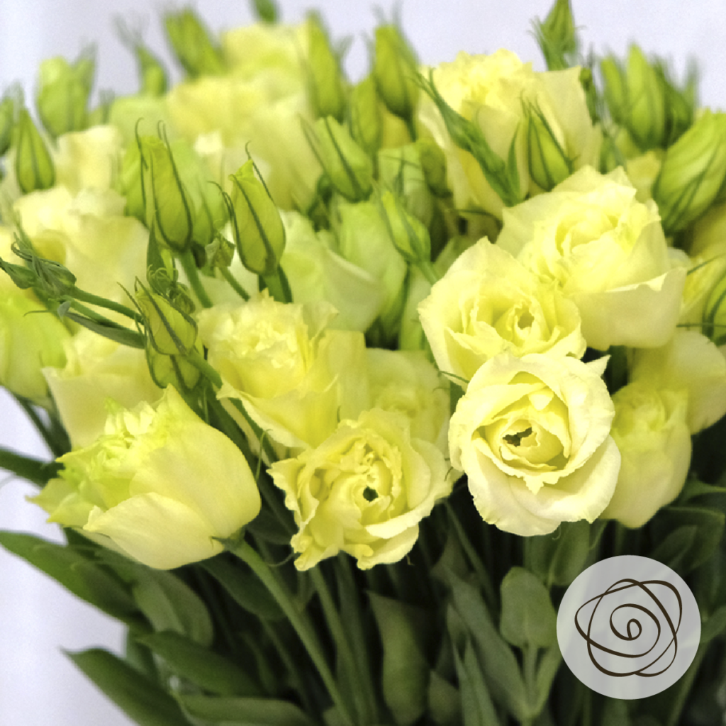 Cream (Lisianthus) - So^Bella Flowers