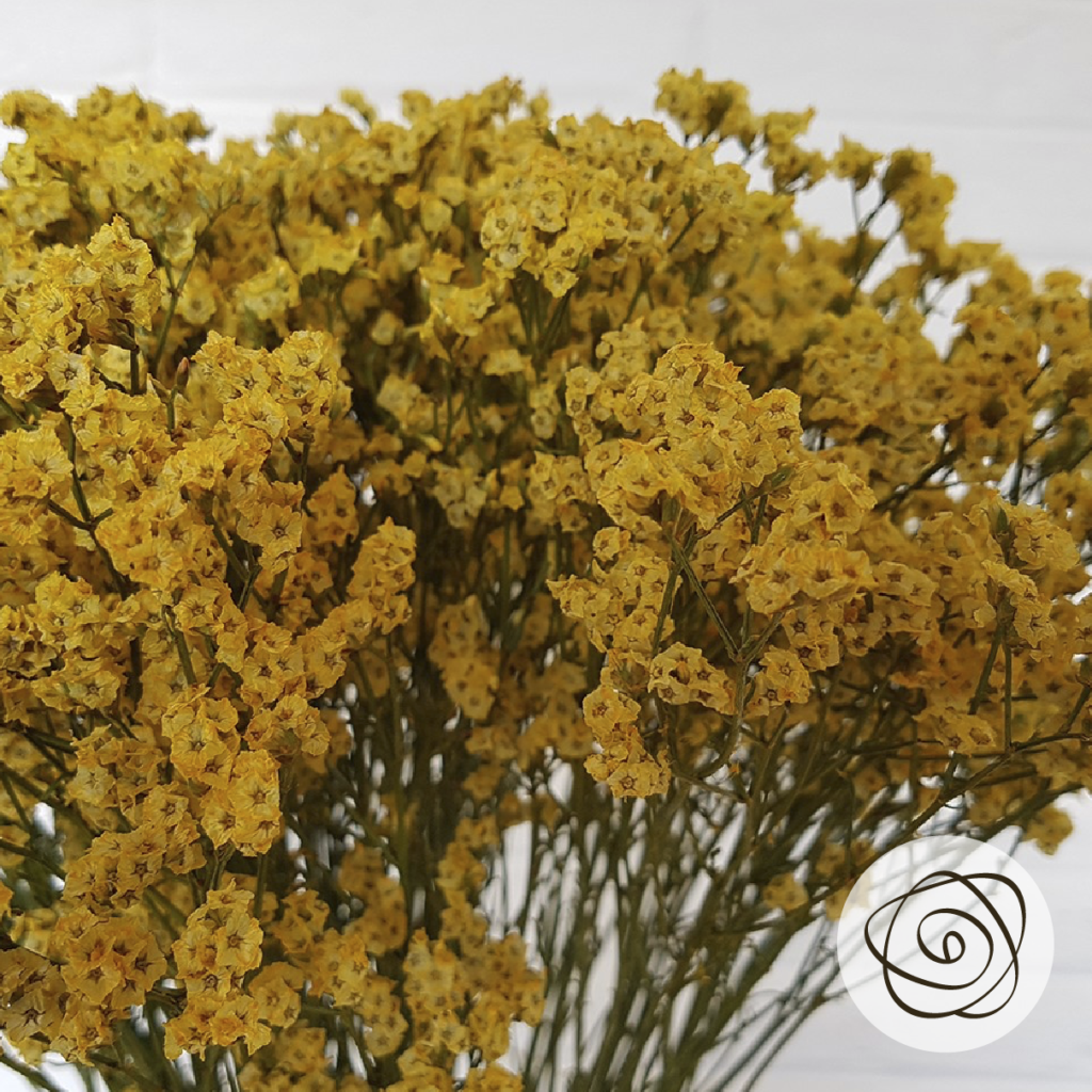 Dye yellow (Limonium) - So^Bella Flowers