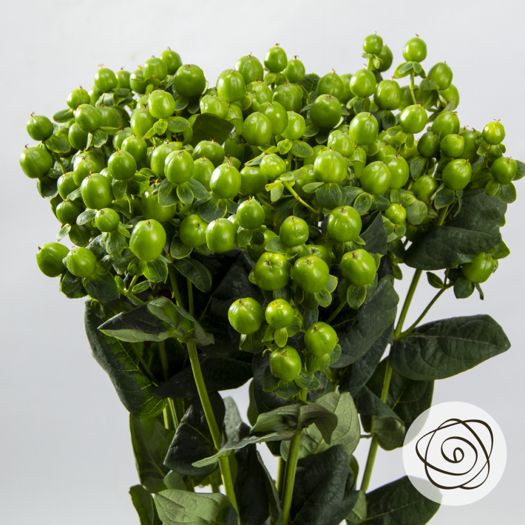 Green (Hypericum) - So^Bella Flowers