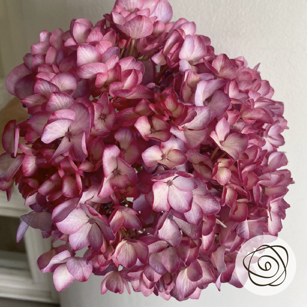 Hot Pink (Hydrangeas) - So^Bella Flowers