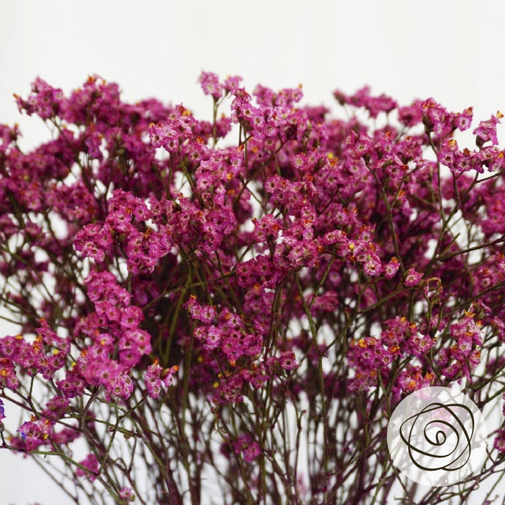 Hot Pink (Limonium) - So^Bella Flowers