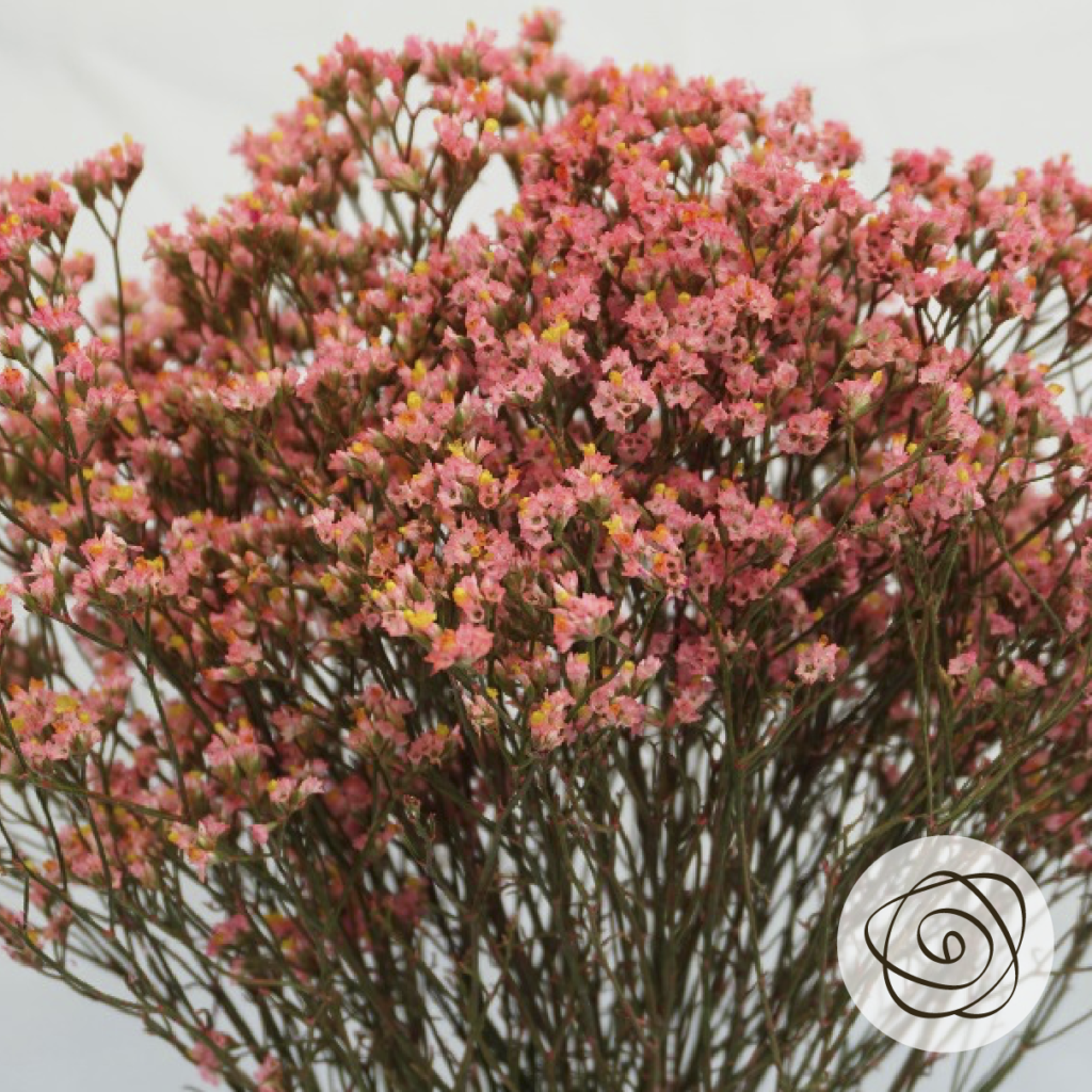 Neon Pink (Limonium) - So^Bella Flowers