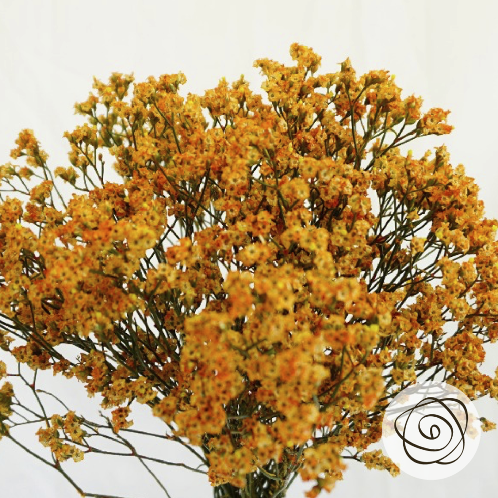 Orange (Limonium) - So^Bella Flowers