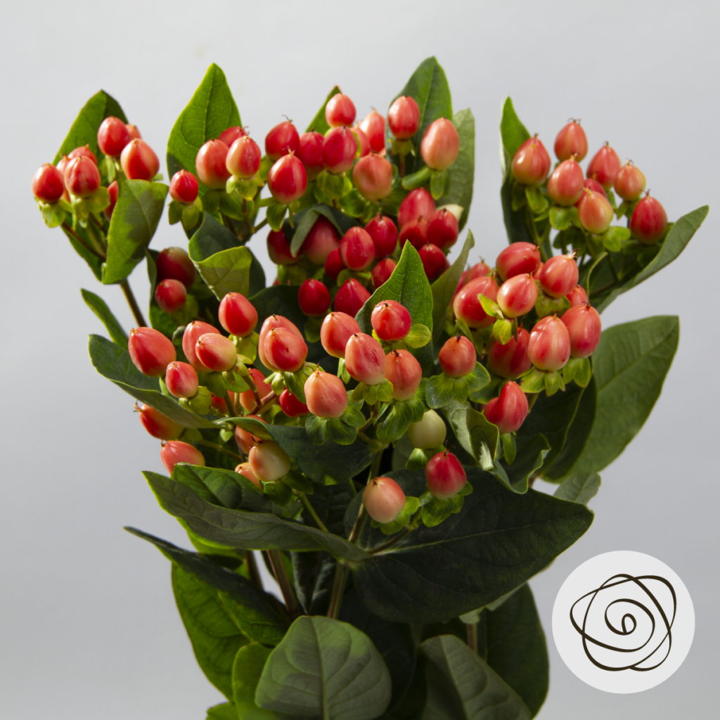 Peach (Hypericum) - So^Bella Flowers