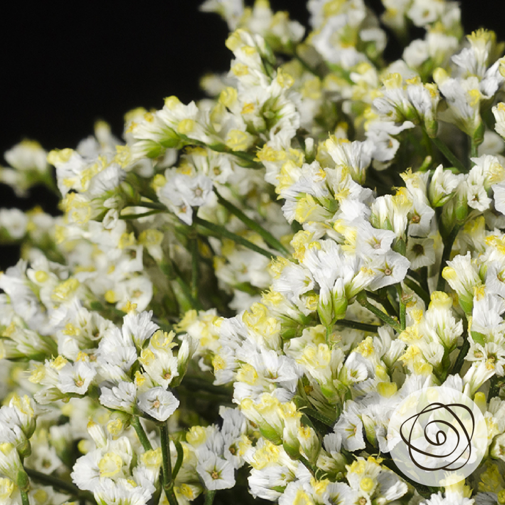 Piña Colada (Limonium) - So^Bella Flowers