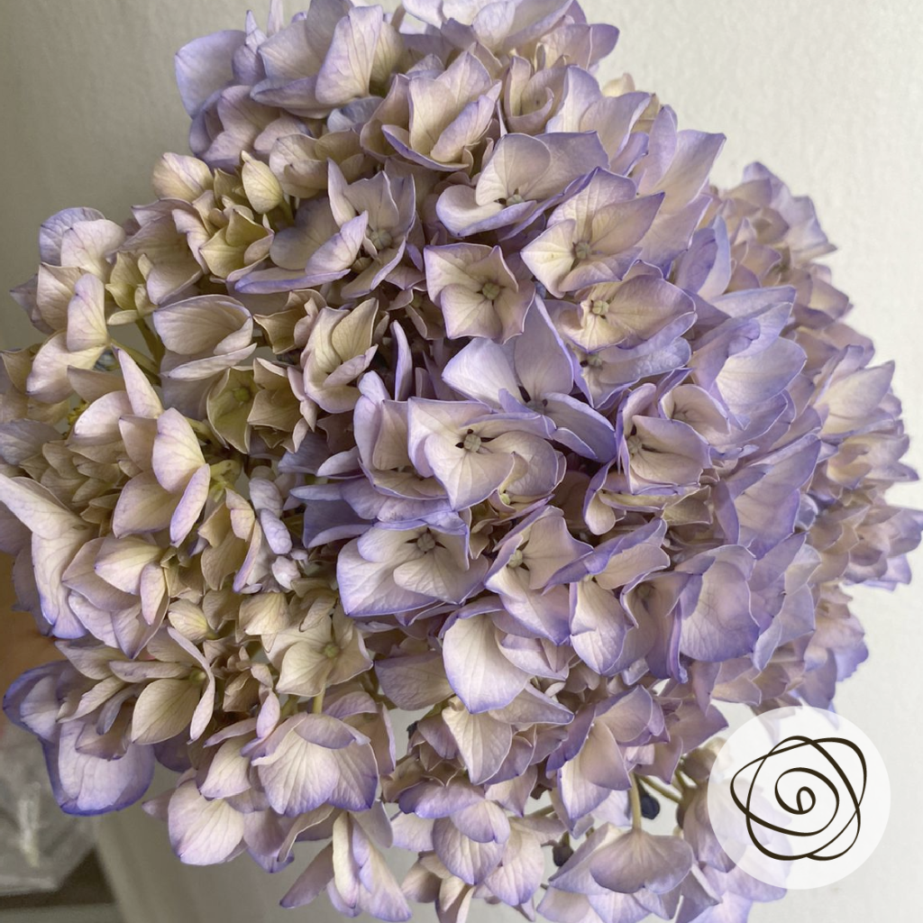 Lavender (Hydrangeas) - So^Bella Flowers