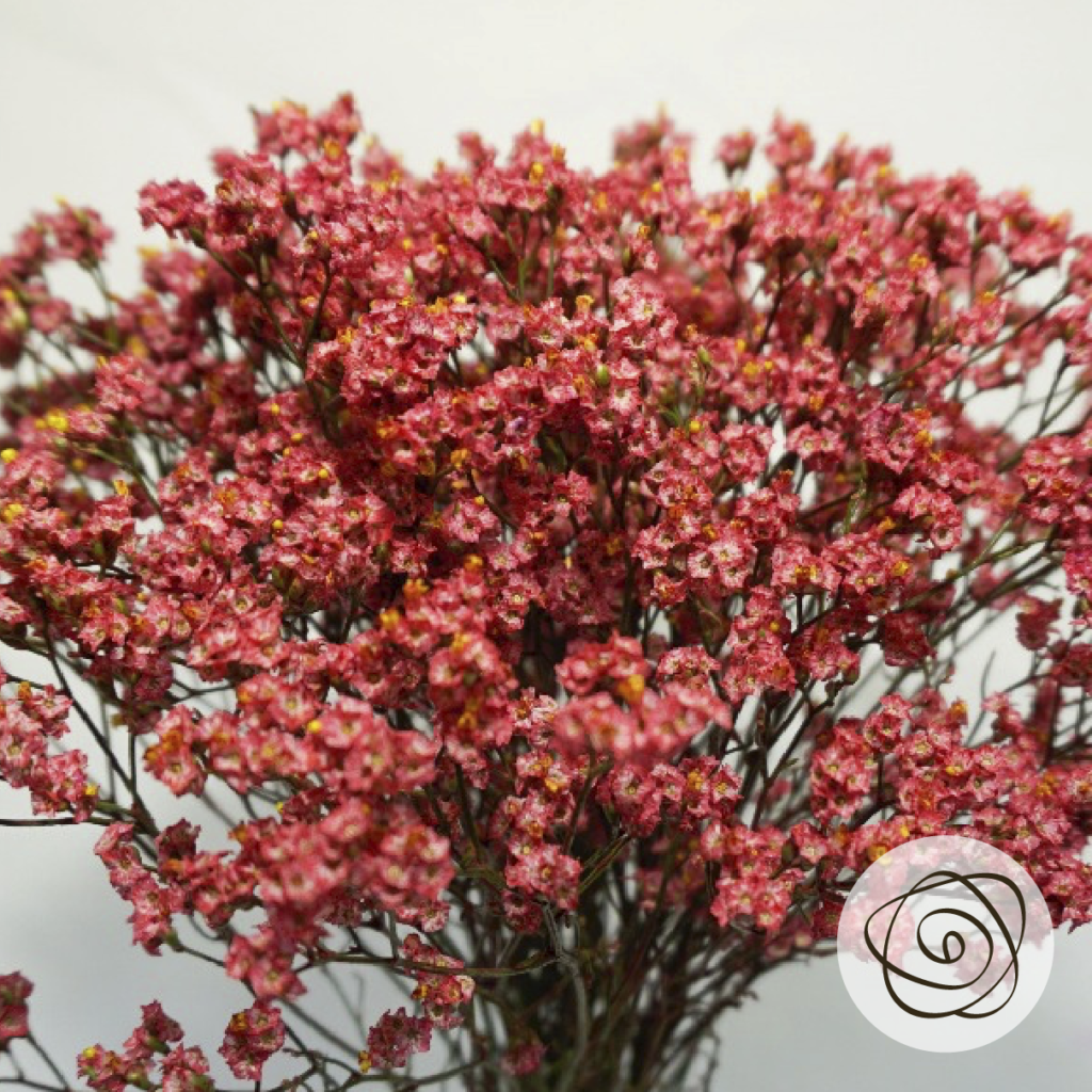 Red 600 (Limonium) - So^Bella Flowers