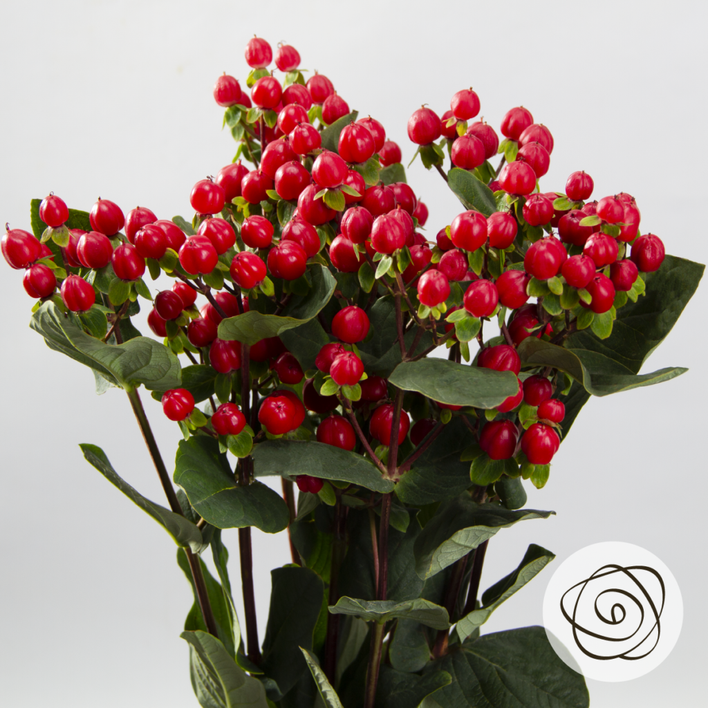 Red (Hypericum) - So^Bella Flowers