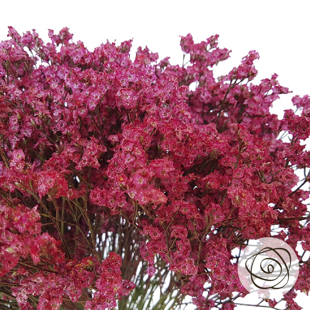 Red (Limonium) - So^Bella Flowers