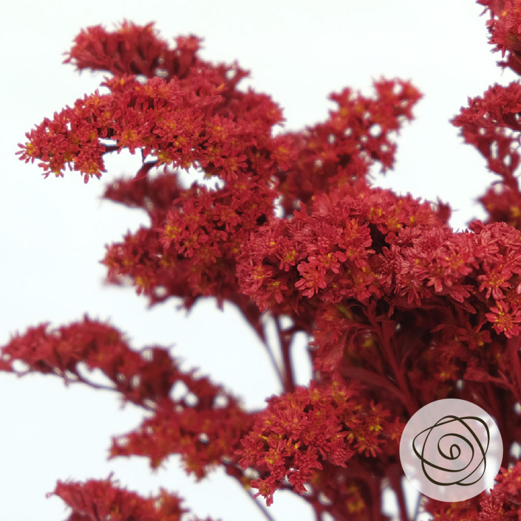 Red (Solidago) - So^Bella Flowers