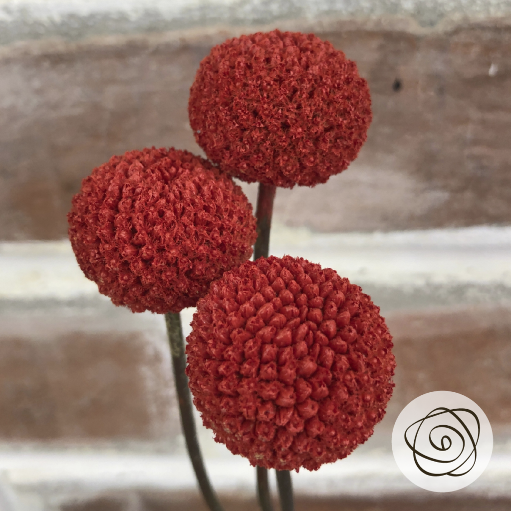 Ruby Red (Craspedia) - So^Bella Flowers