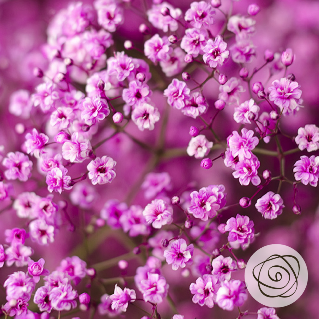 Pink (Gypsophila) - So^Bella Flowers